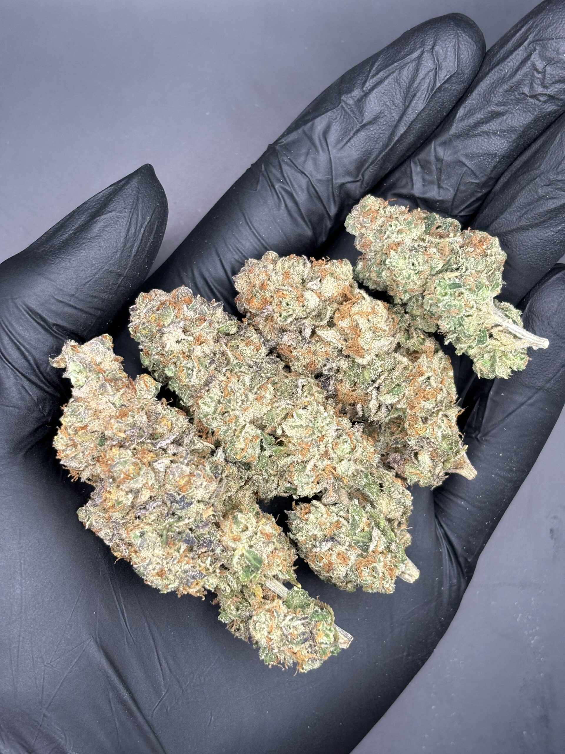 Gelato | Exotic Cannabis |1Kg| - Buy in Bangkok